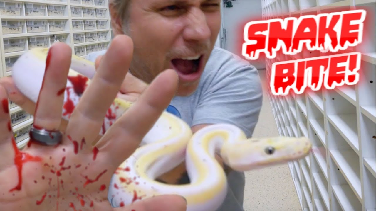 GNARLY SNAKE BITE WHILE UNBOXING A NEW SNAKE!!! | BRIAN BARCZYK - YouTube