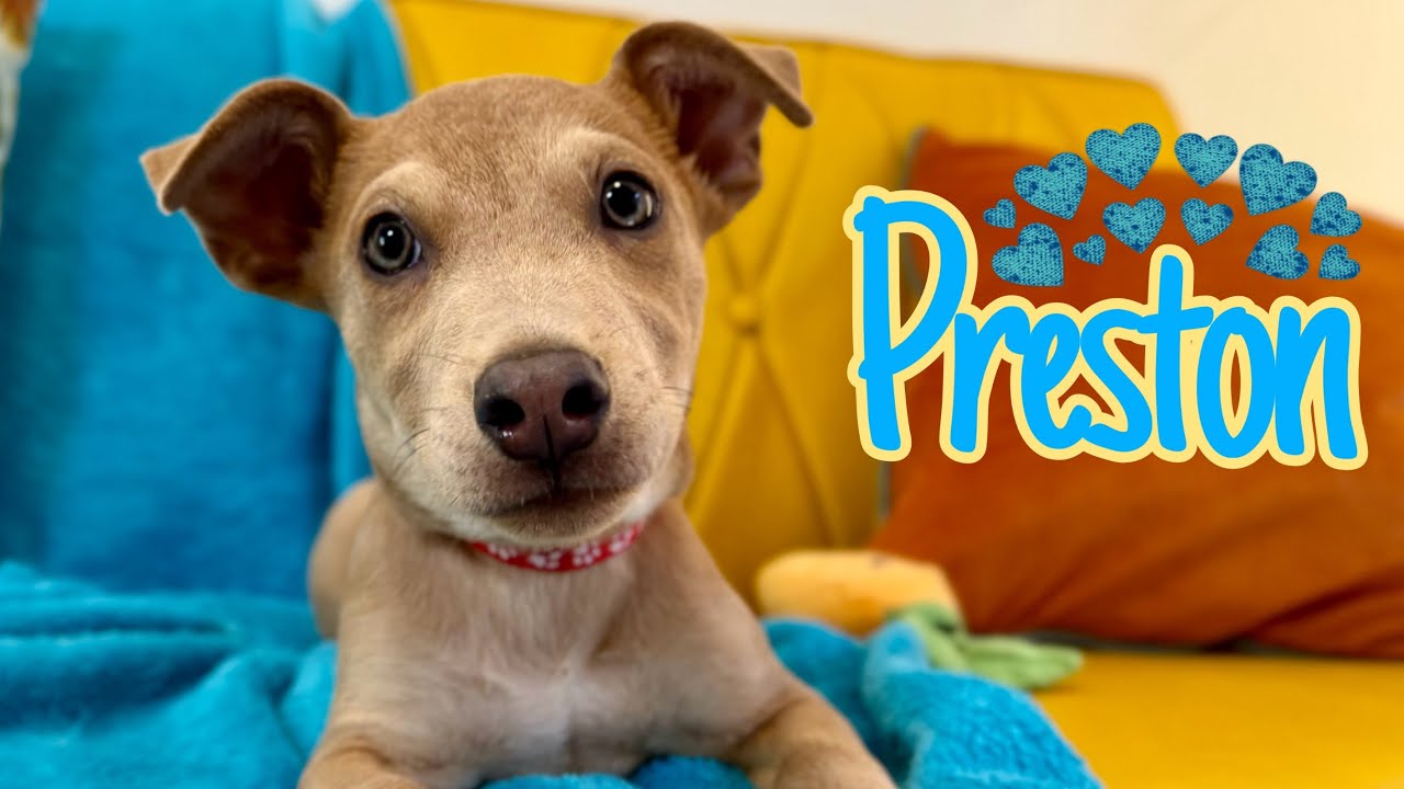 Preston the Precious Happy Pup 🩵 - YouTube