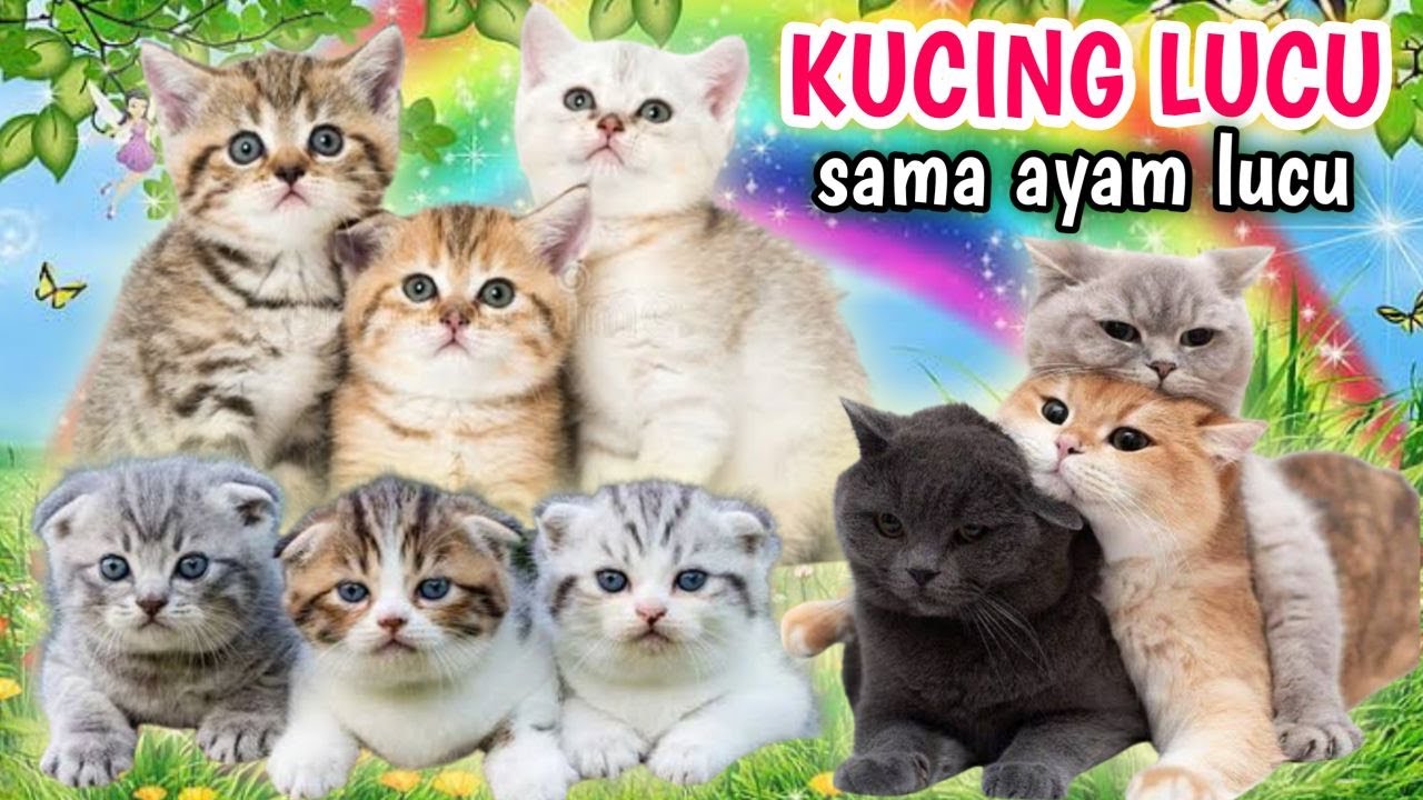 KUCING MEONG MEONG💕KUCING DAN ANAK AYAM💕LAGU KUCING MEONG MEONG💕LAGU VIRAL - YouTube