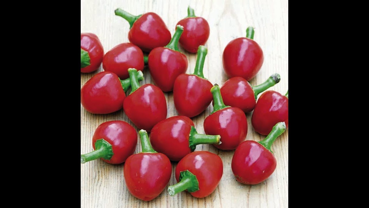 Growing Red Hot Cherry Chilli Pepper From Fresh Seeds (Part 1/3) - YouTube