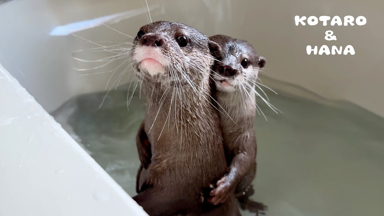 恋するカワウソがクールな男子に猛アタックした結果 Sigma Otter Approached by Girl Otter in Heat ...