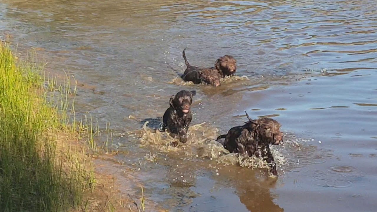 Puppy dam time - 1st visit - YouTube