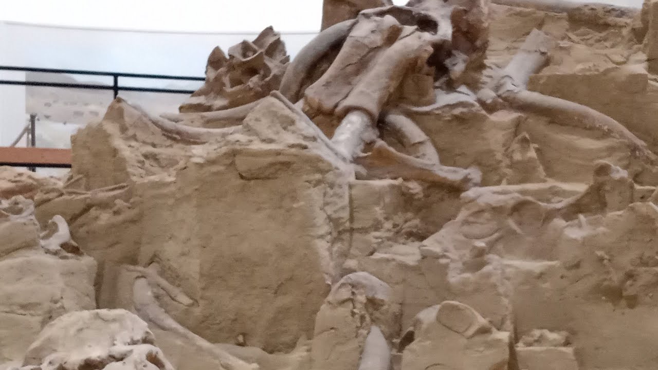 Mammoth Bones, dig site in Hot Springs South Dakota - YouTube