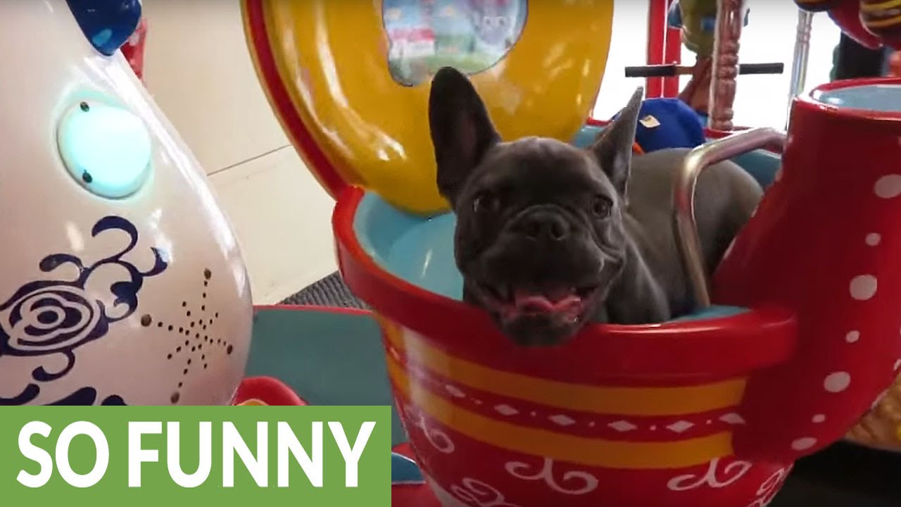French Bulldog puppy enjoys spinning kiddie ride - YouTube