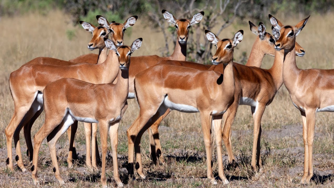 Wild Antelopes: An Unforgettable Adventure in 4K - YouTube