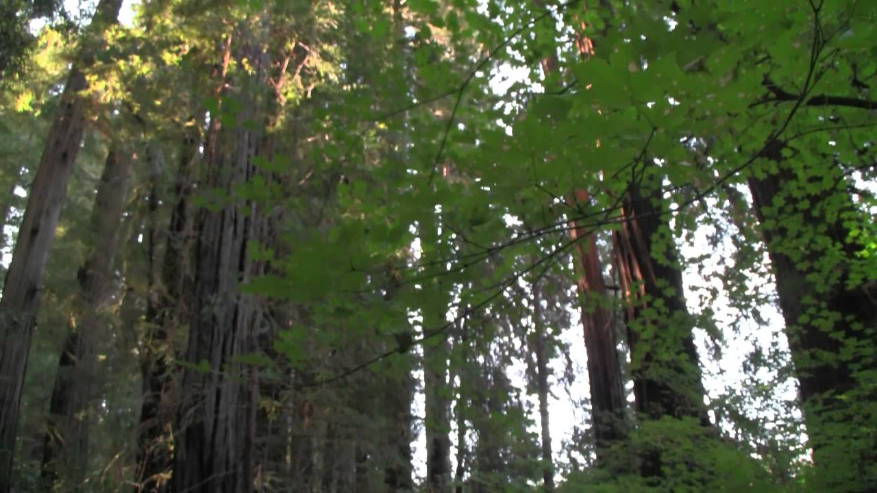 201009 Stout Grove Loop Trail - YouTube