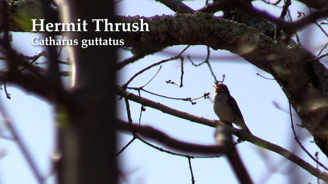 Hermit Thrush Singing, Brown Creeper, Basking Turtles, Great Blue Heron ...