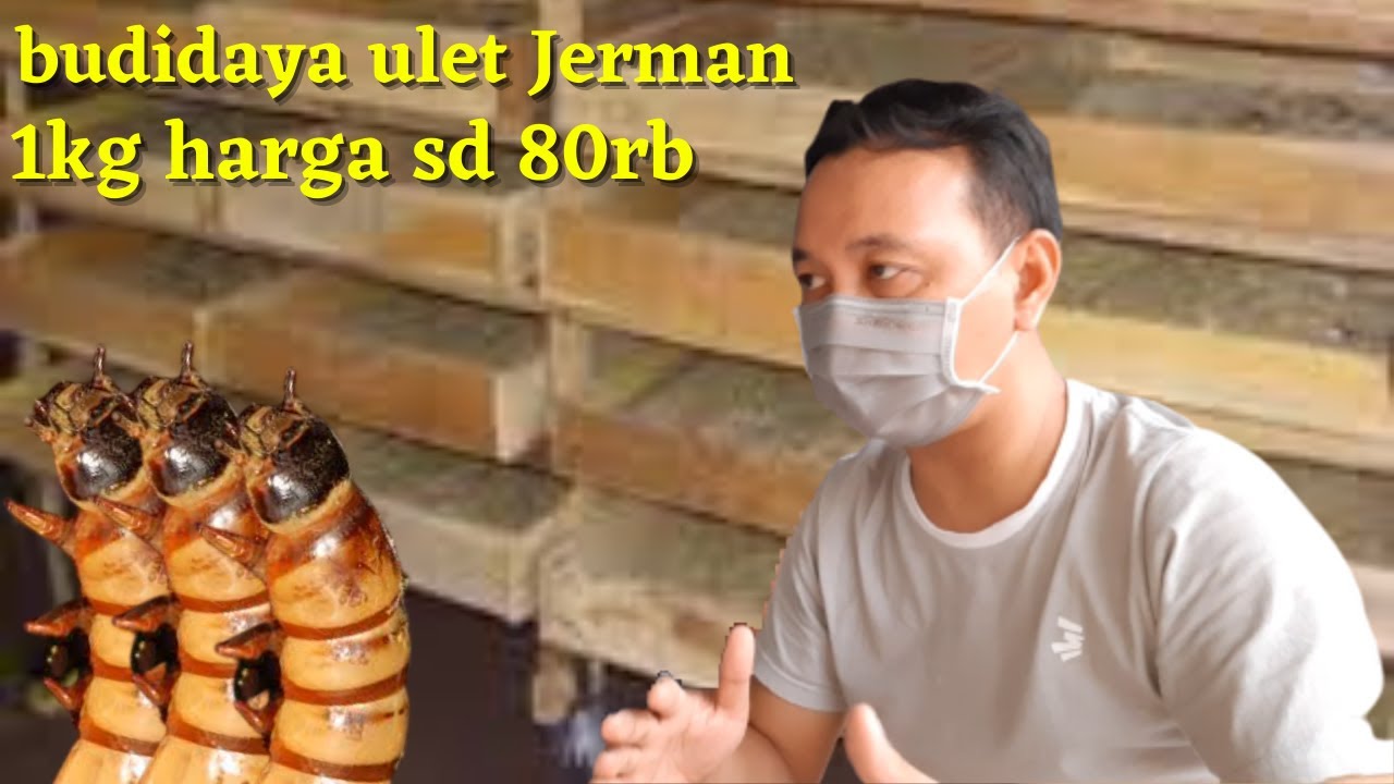 Budidaya Ulet Jerman. Ekonomi Kreatif RT03 RW14 Kalongan - Ungaran ...