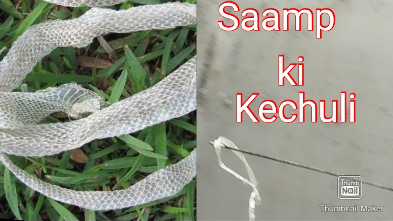 Saamp ki kechuli mil jaaye toh chhodna mat , laakhon mei kheloge ...