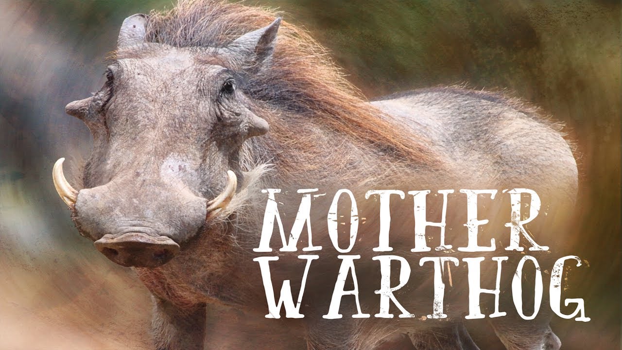 Mother Warthog - Teaser trailer - YouTube