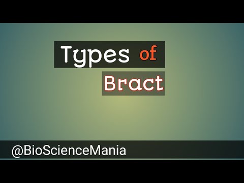 ::L-2::Types of Bract :: Different types of Bract :: - YouTube