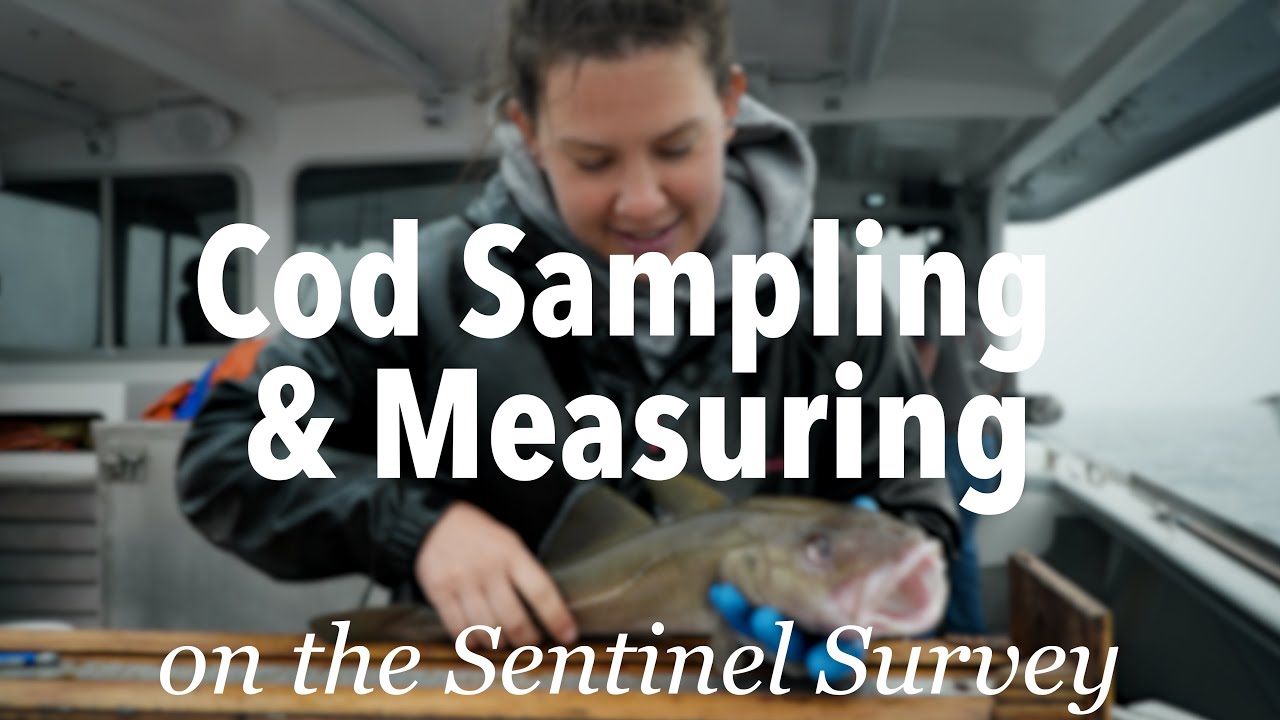 Cod Sampling & Measuring on the Sentinel Survey - YouTube