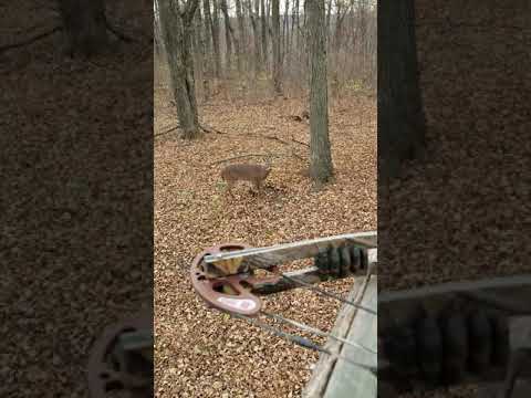 how to make a scrape for deer - YouTube