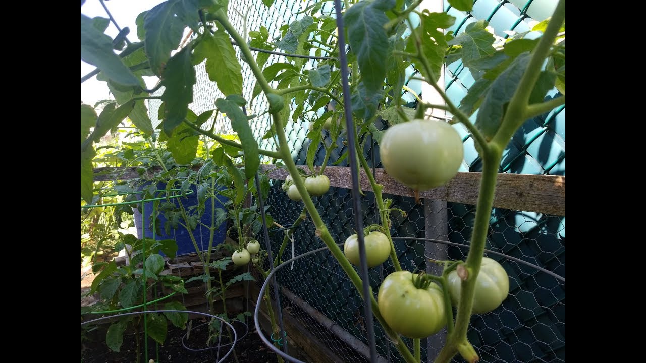 Como cuidar dos Tomateiros / How to take care of your Tomatoes - YouTube