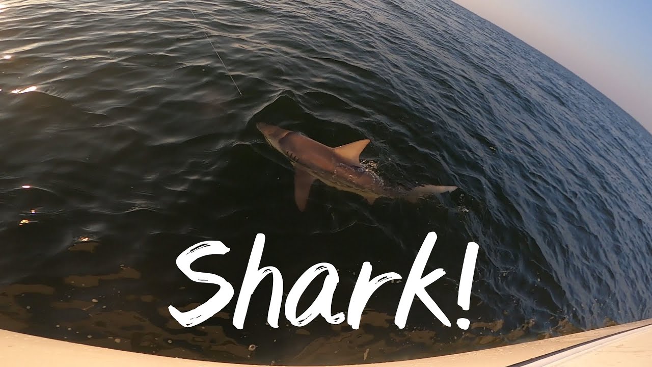 Kid catching sharks bigger than he is! - YouTube