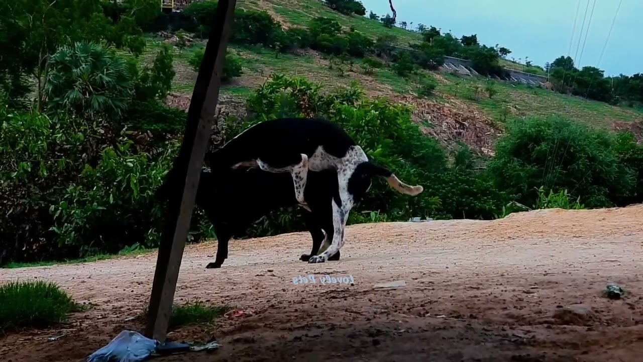 Rural Dogs Mating On The Street Summer Dogs Breeding Lovely Pets Part 9 ...