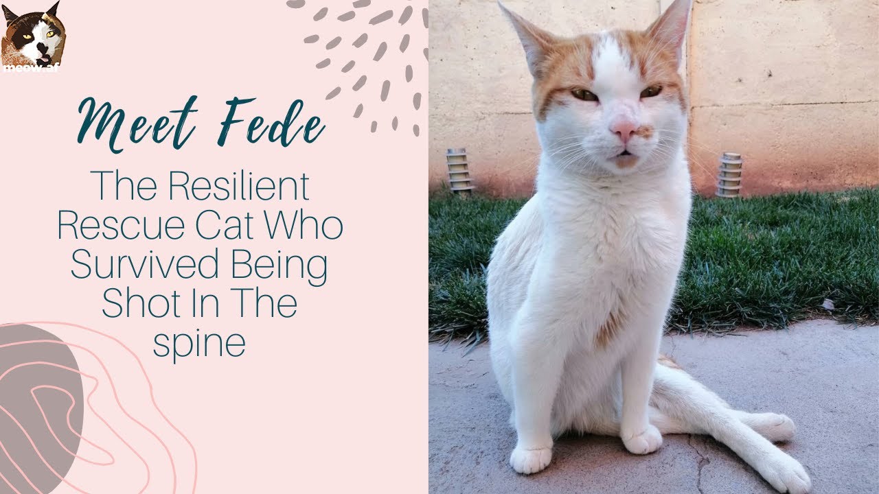 Meet Fede, The Resilient Cat Who Survived Being Shot In The Spine And ...