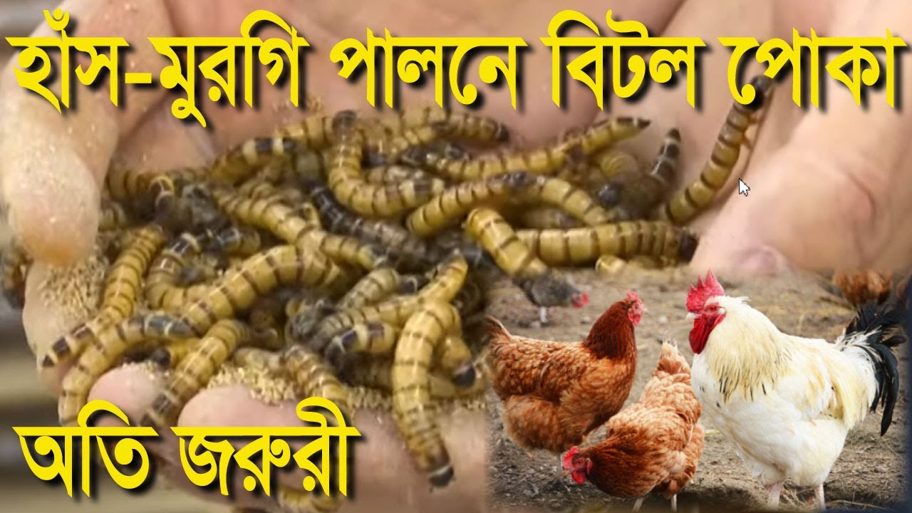 হাঁস-মুরগি পালনে বিটল পোকার ভূমিকা ।। bitol poka/সমন্বিত কৃষি - YouTube