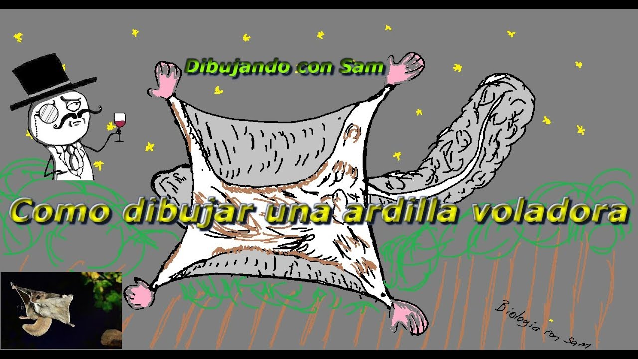 Dibujando con Sam: Como dibujar una ardilla voladora planeando ...