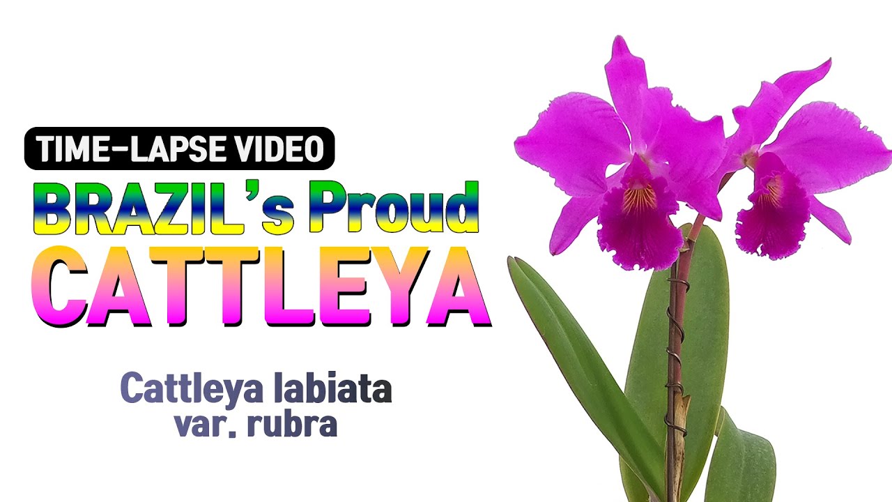 QUEEN of Orhcids. Blooming Cattleya labiata var. rubra (Time-lapse ...
