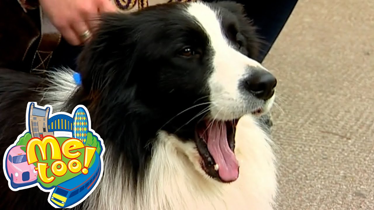 @MeTooOfficialTVShow - Baby | Full Episode | TV Show for Kids - YouTube