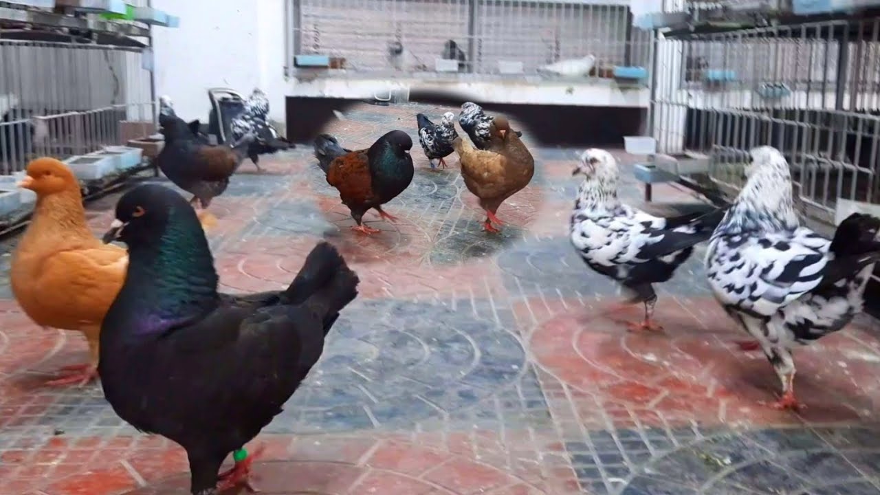 Most Beautiful Exotic Pigeon In The World | Indian pigeons | Popular ...