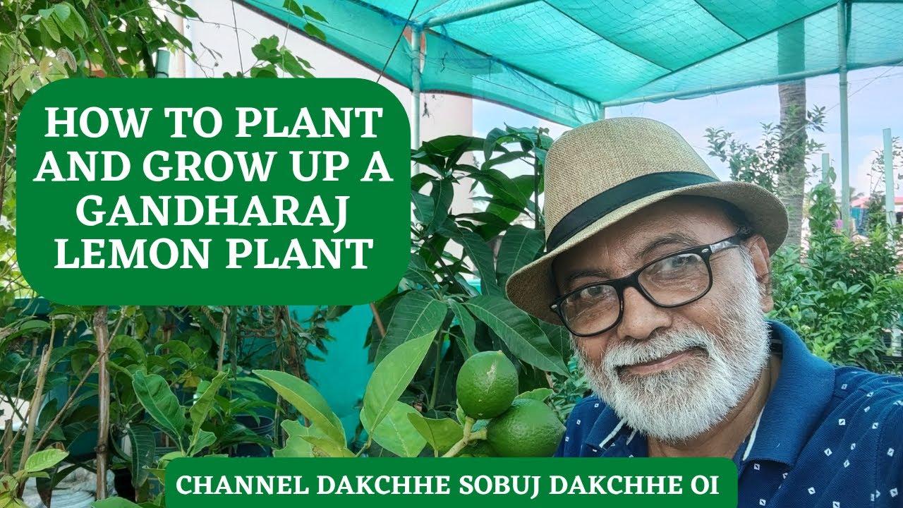 How To Plant And Grow Up Gandharaj Lemon Plant On Rooftop Garden। Know ...