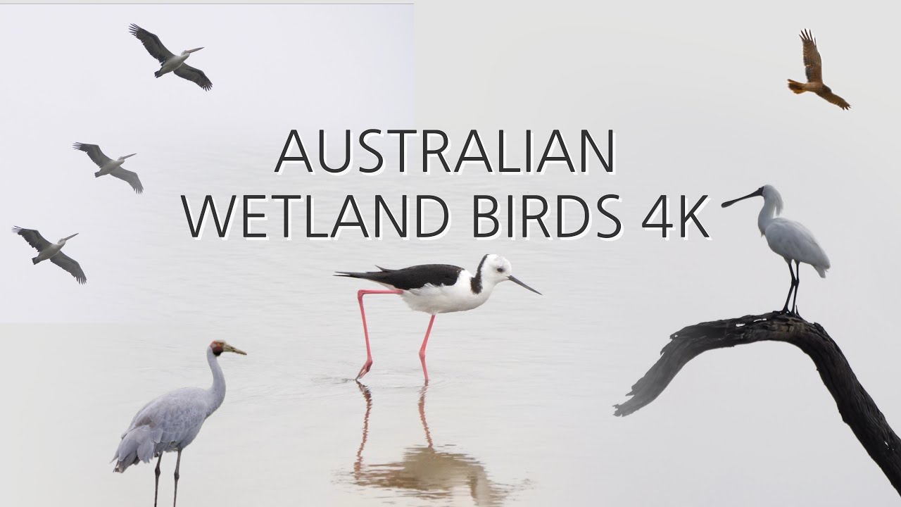 Australian Wetland Birds | 4K Nature Scenic Relaxation With Calming ...