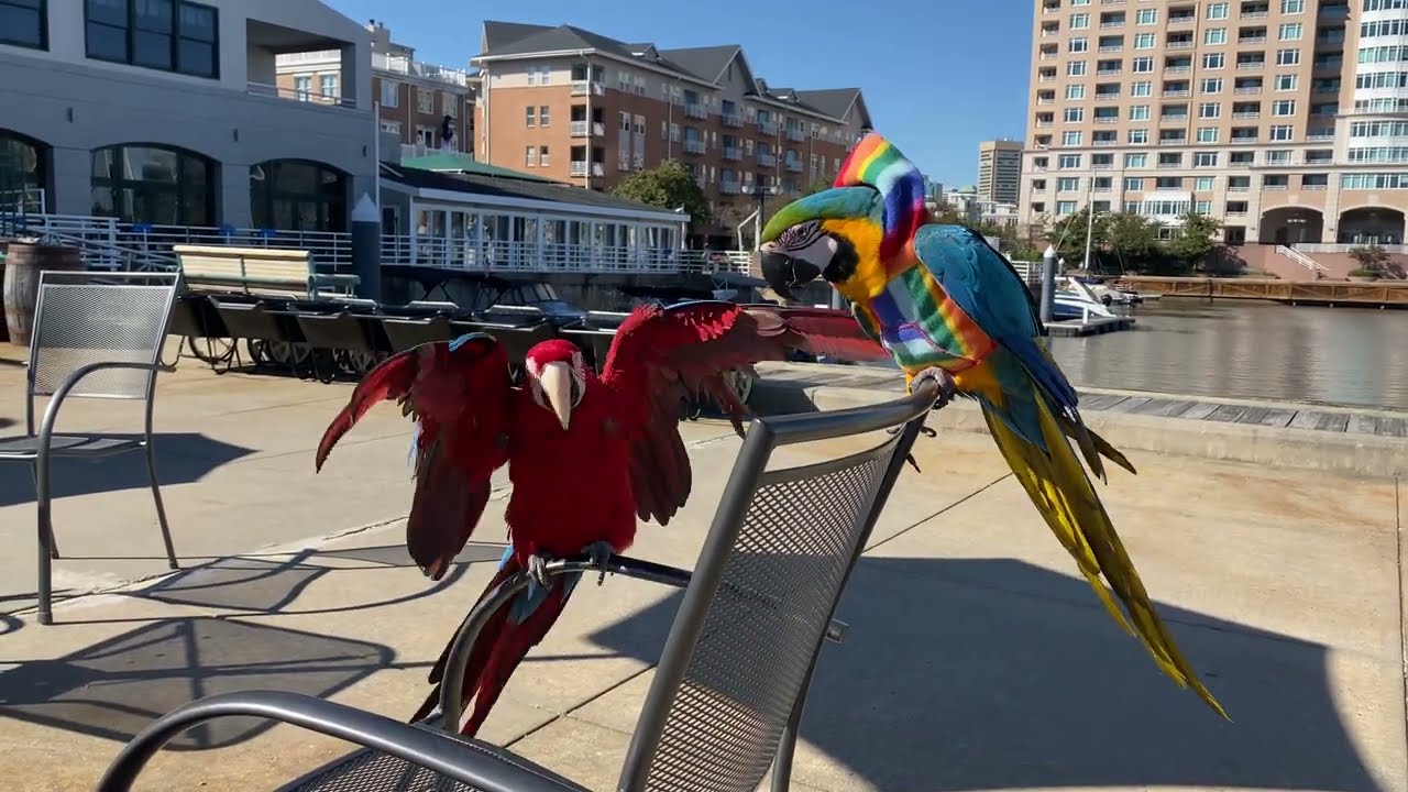 Parrots climbing around - YouTube