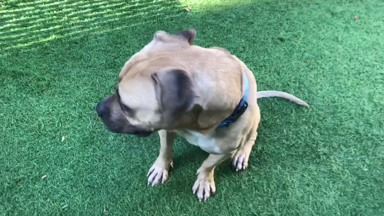 Benji 65751 Sitting Pretty at NYCACC - YouTube