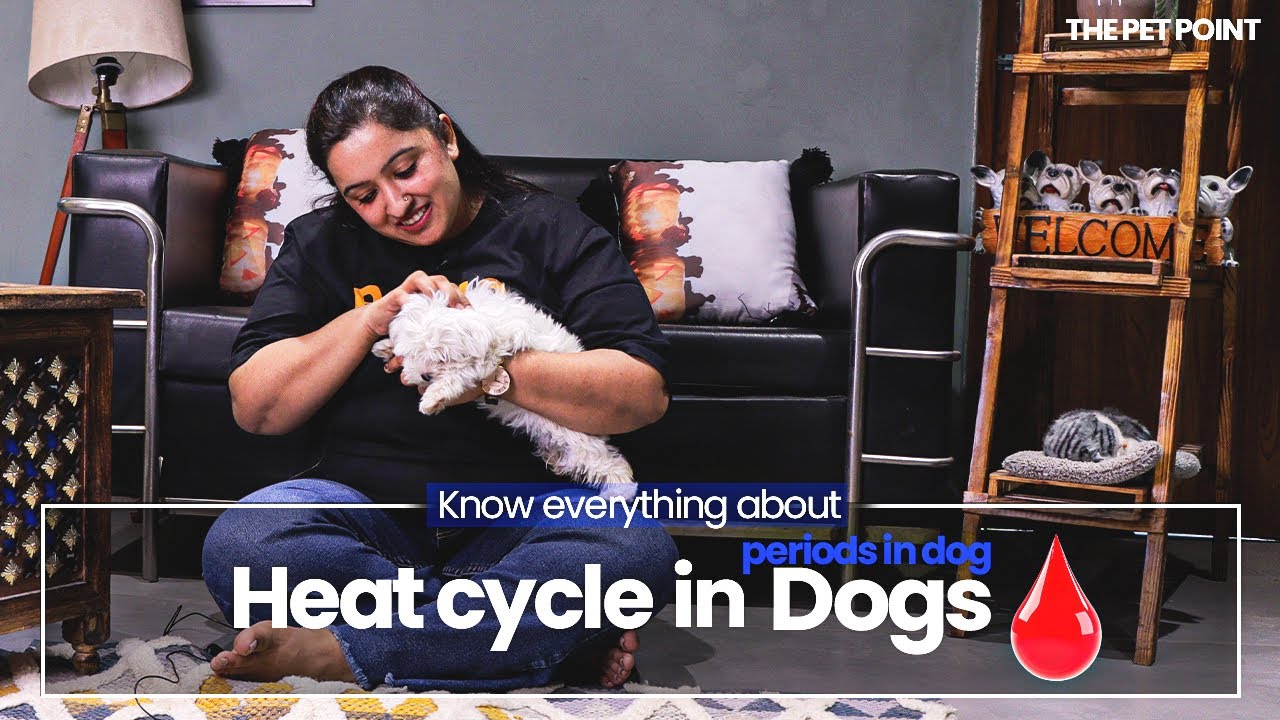 Heat Cycle in Dogs Explained - YouTube