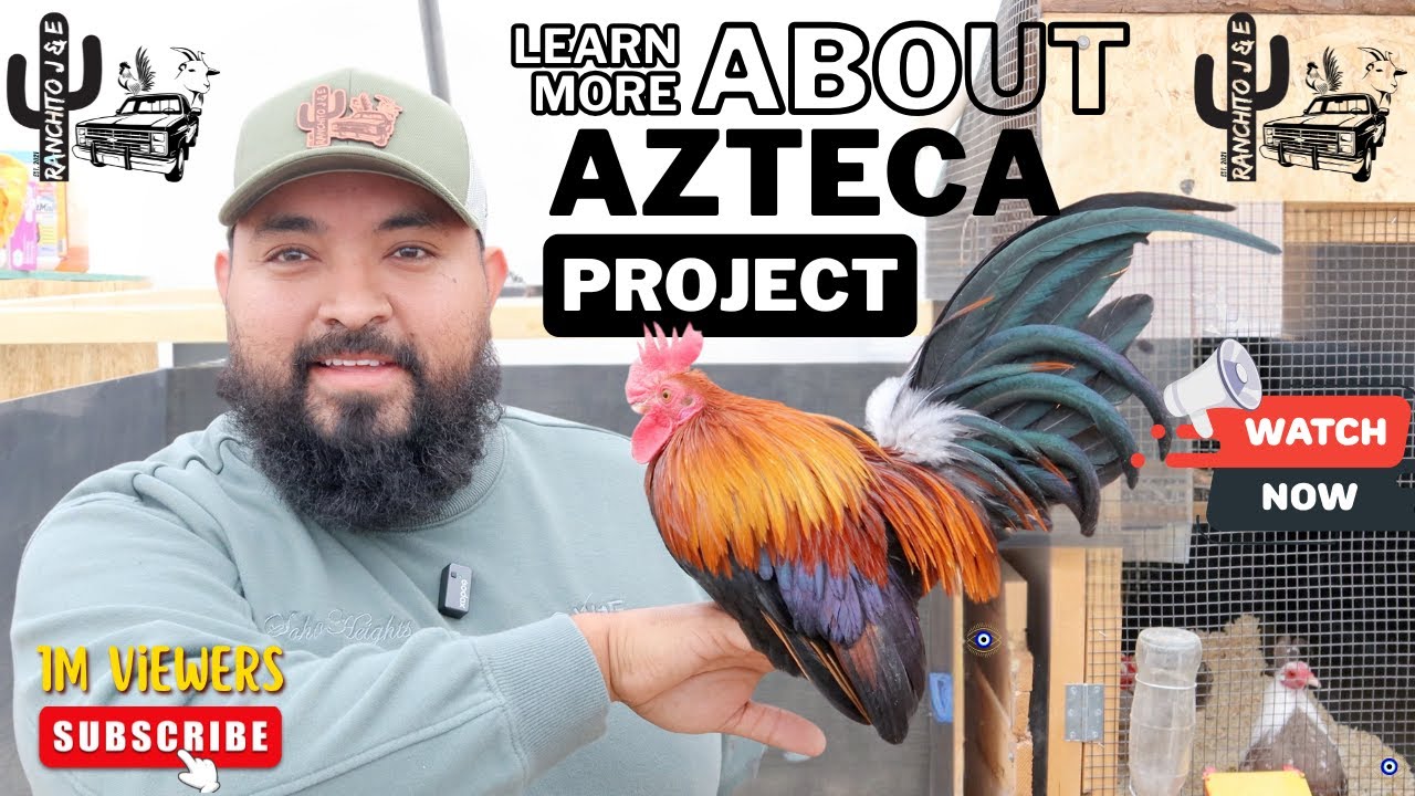 Inside a New Chicken Breed Project – What Breeders Are Looking For ...