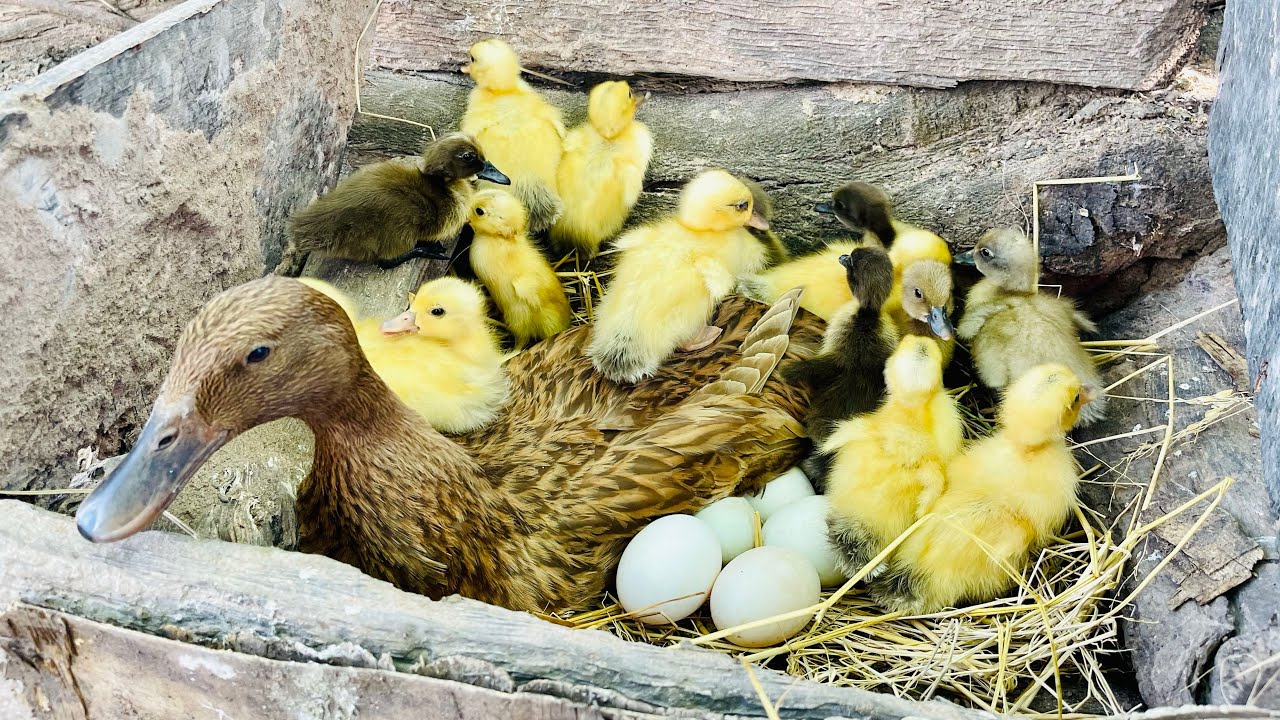 Amazing Pekin Duckling Hatching From Eggs - Duck Eggs Hatching ...