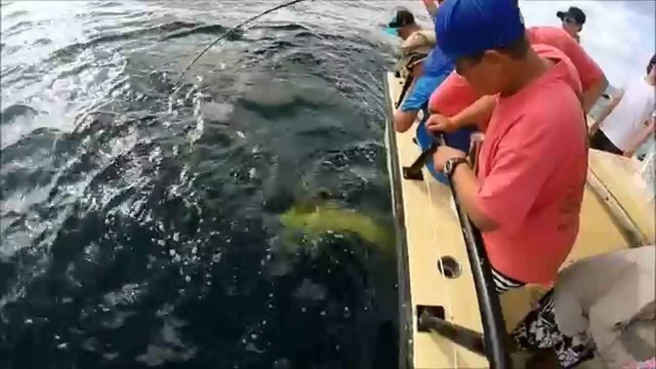 Hubbard's Marina: 80lb kid reels in 300lb fish! SPECIAL PERMIT required ...