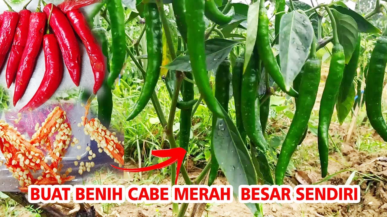Cara Membuat benih Cabe Merah Besar sendiri skala Luas Part 1 - YouTube