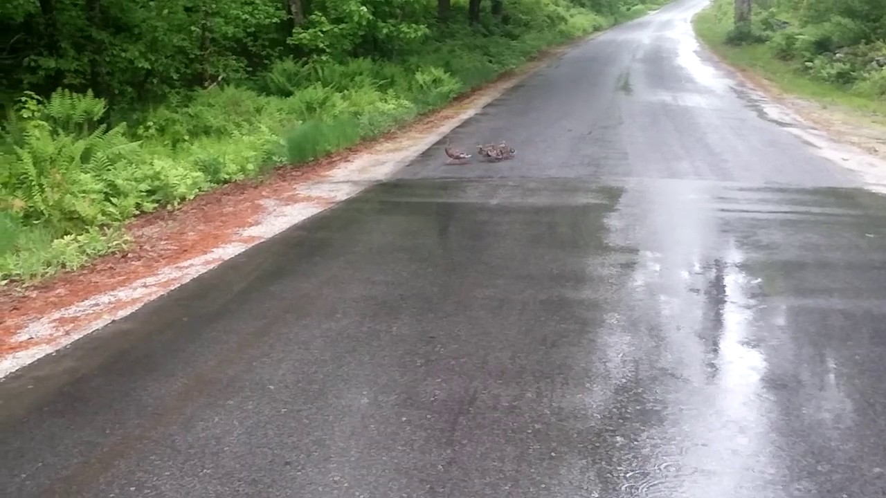 The Rain In Maine YouTube The Rain In Maine YouTube