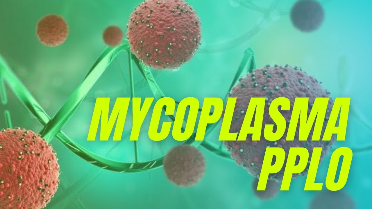 Mycoplasma b.sc 1st year Microbiology | PPLO | Plant Pathology ...