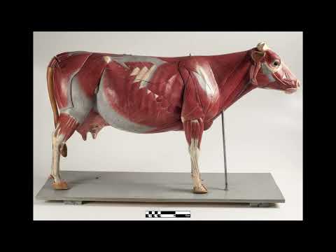 Daha Fazla Süt… Ama Bedeli Ne? Hayvancılığa karşı bakış açımız değişmeli...