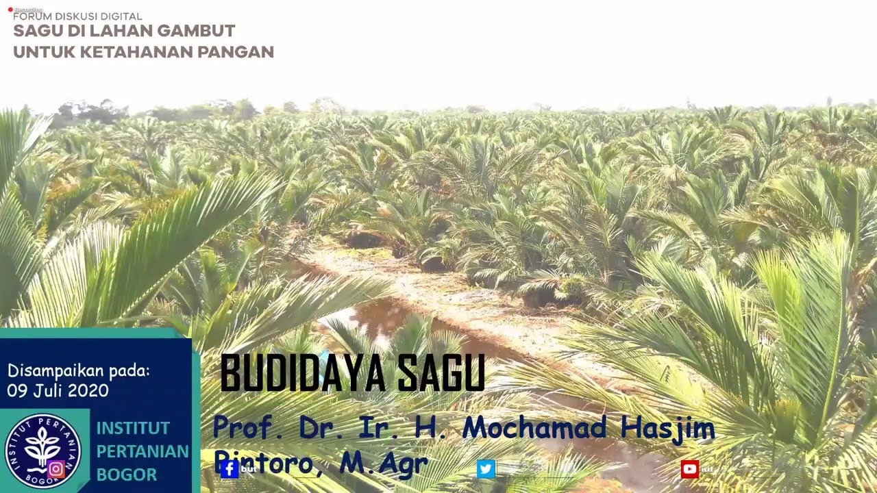 SAGU DI LAHAN GAMBUT UNTUK KETAHANAN PANGAN Part 2 - YouTube