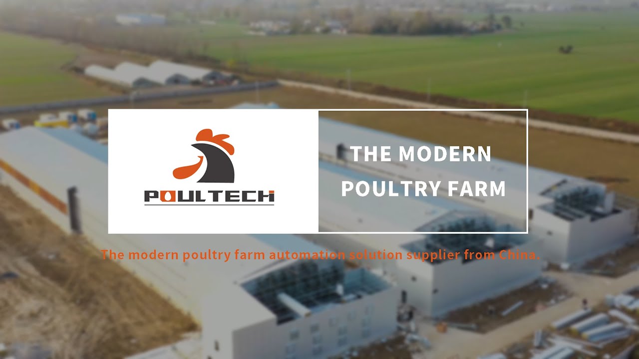 The modern poultry farm - YouTube