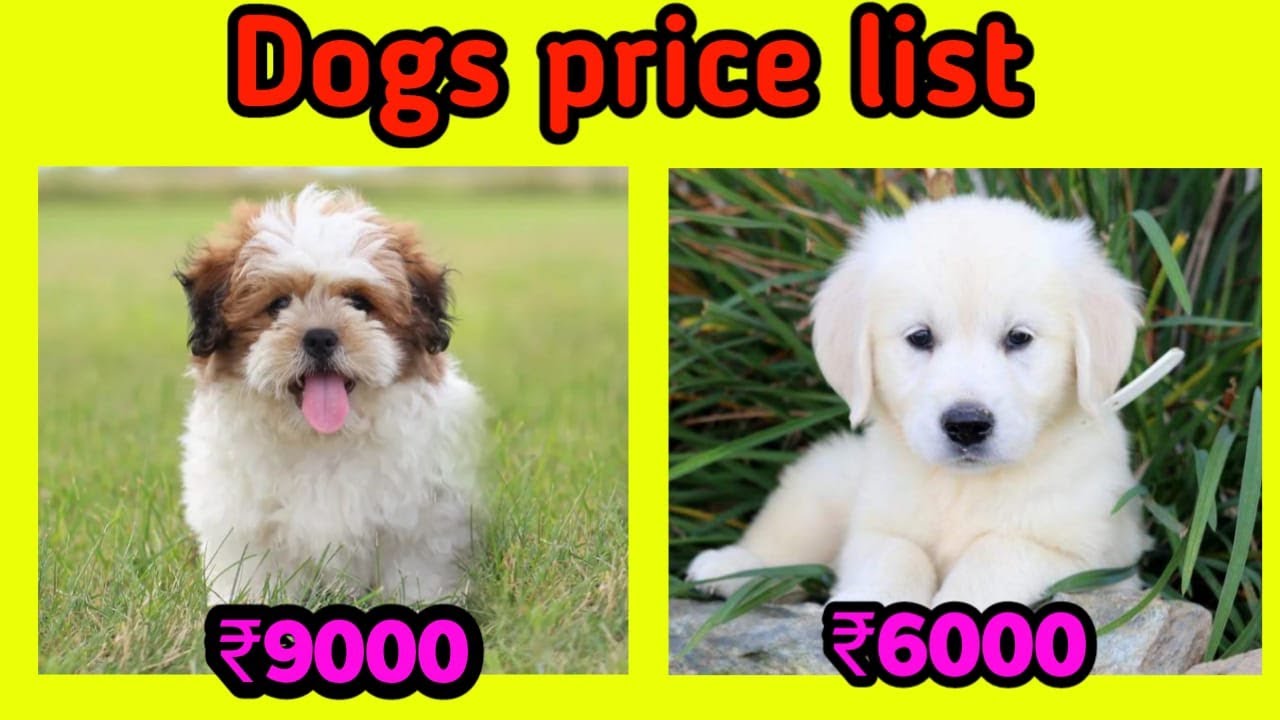 Dogs Price list in India After Lockdown | Puppy Price | Pets Talk ...