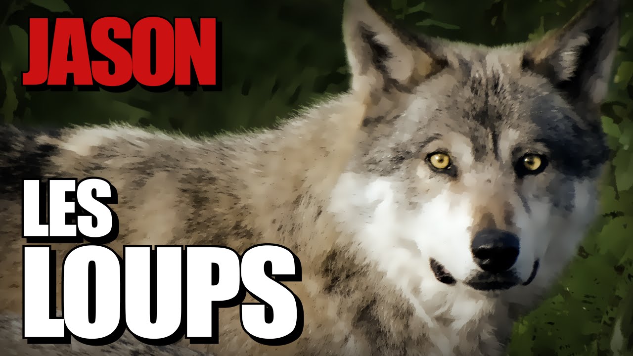 JASON - Les loups - YouTube
