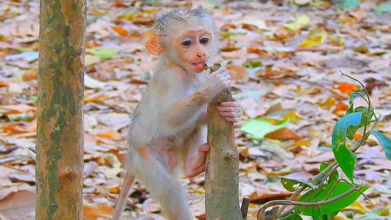 Really precious adorable newborn baby sweet with tree like that! so ...