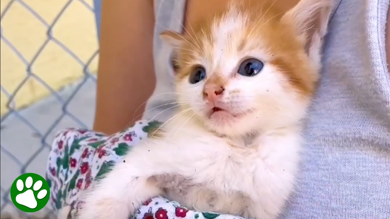 Este gatito fue encontrado abandonado en un patio trasero 🐈 - YouTube