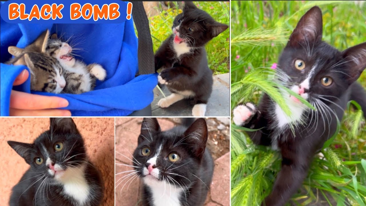 The Black Bomb Kitten's Tale! The most energetic, curious and Brave ...