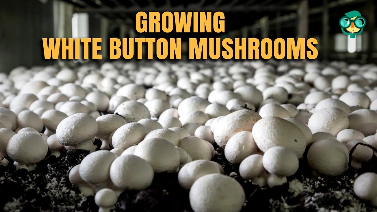 How to Grow White Button Mushrooms | How to Grow Mushrooms at Home ...