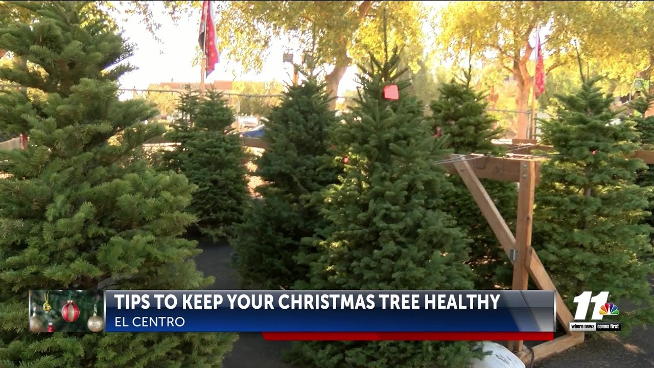 Christmas tree fire prevention - YouTube