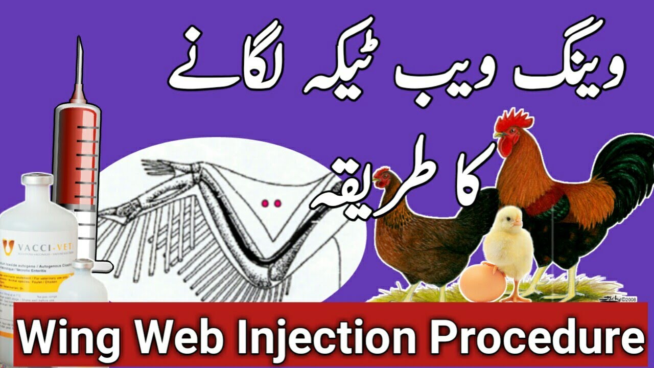 Wing Web Vaccine Procedure urdu/hindi - YouTube