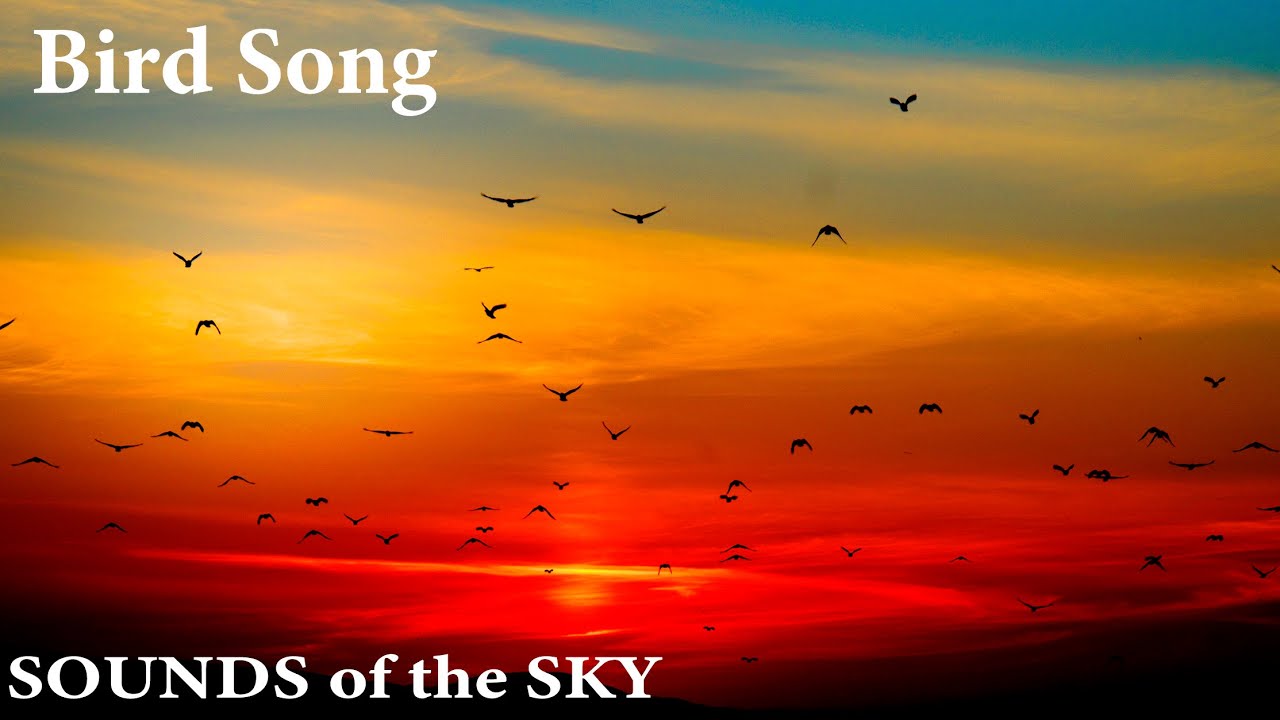 MEDITATION SOUNDS BIRD SONG / CALM and RELAX the MIND with 12 minutes ...