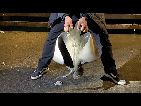 Newport Pier Fishing (bat eagle ray)